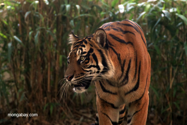 Tumbuhan dan Satwa Liar Yang Dilindungi Undang-Undang - Balai Besar ...