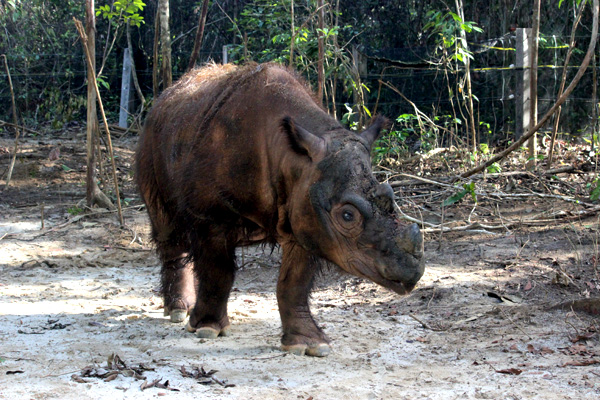 badak-di-srs - Balai Besar KSDA Jawa Timur