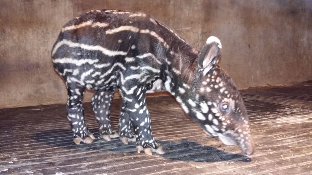 Panda Melahirkan Tapir Di Batu - Balai Besar KSDA Jawa Timur
