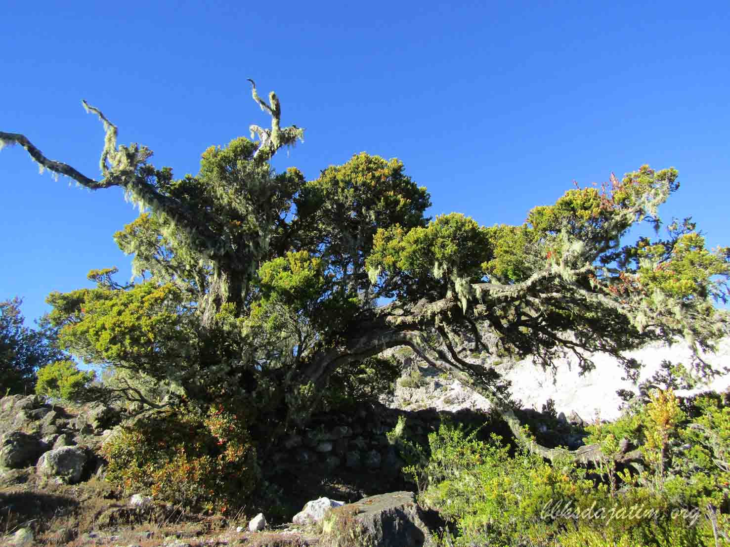 Centigi, Pesona lain Suaka Margasatwa Dataran Tinggi Yang - Balai Besar ...