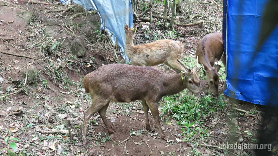 Peringati Hari Cinta Puspa Dan Satwa, BBKSDA Jatim Lepasliarkan Rusa ...