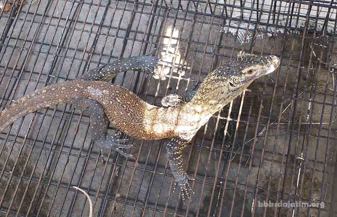 BBKSDA Jatim Siap Lepasliarkan 6 Komodo - Balai Besar KSDA Jawa Timur