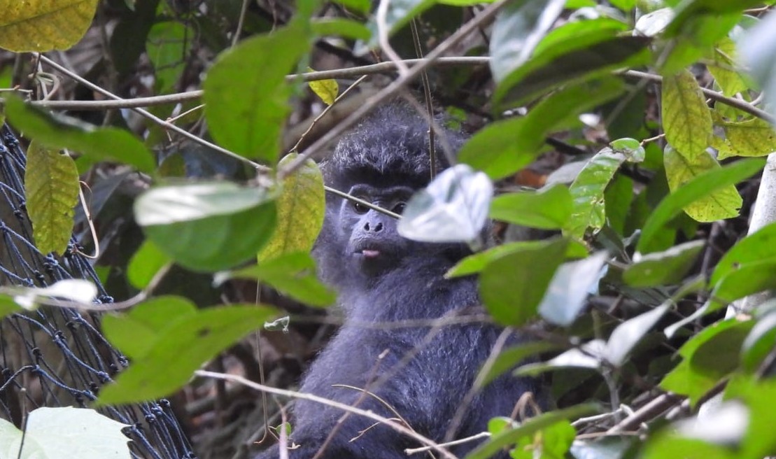Lutung Jawa Kembali ke Rimba Nusa Barung - Balai Besar KSDA Jawa Timur