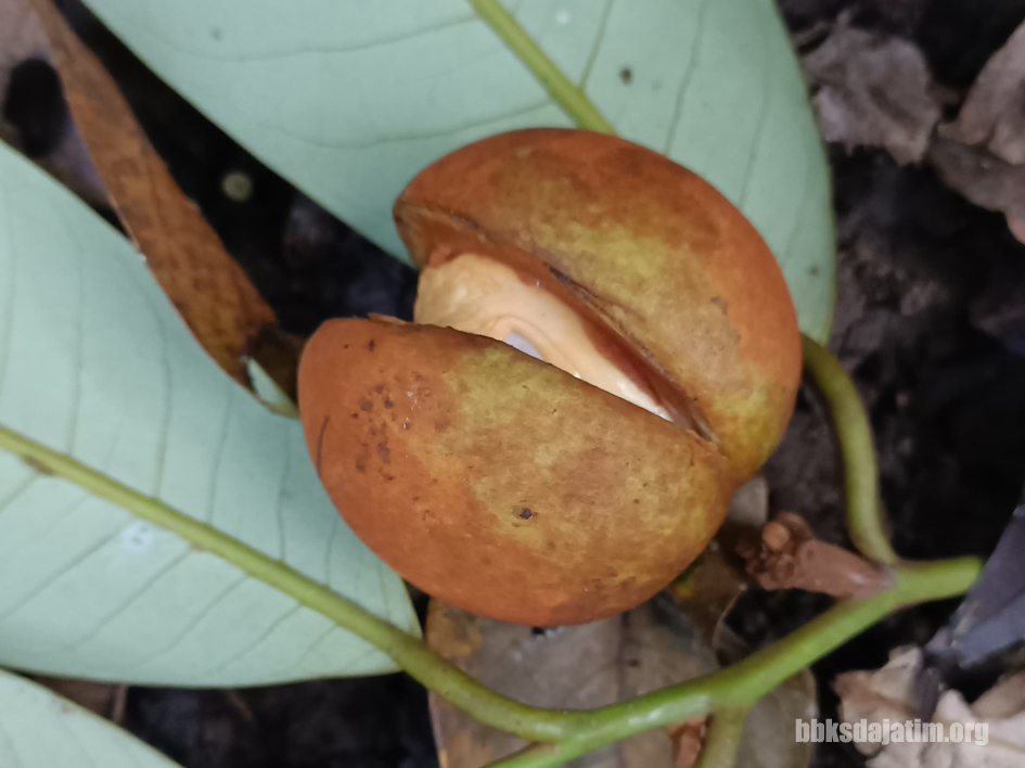 Summer Camp 2023 Ungkap Pala Hutan Ada di Gunung Picis, Jawa Timur ...