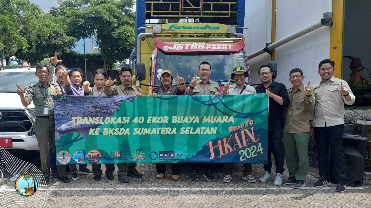 Road To HKAN 2024 BBKSDA Jawa Timur Translokasikan 40 ekor Buaya Muara ...
