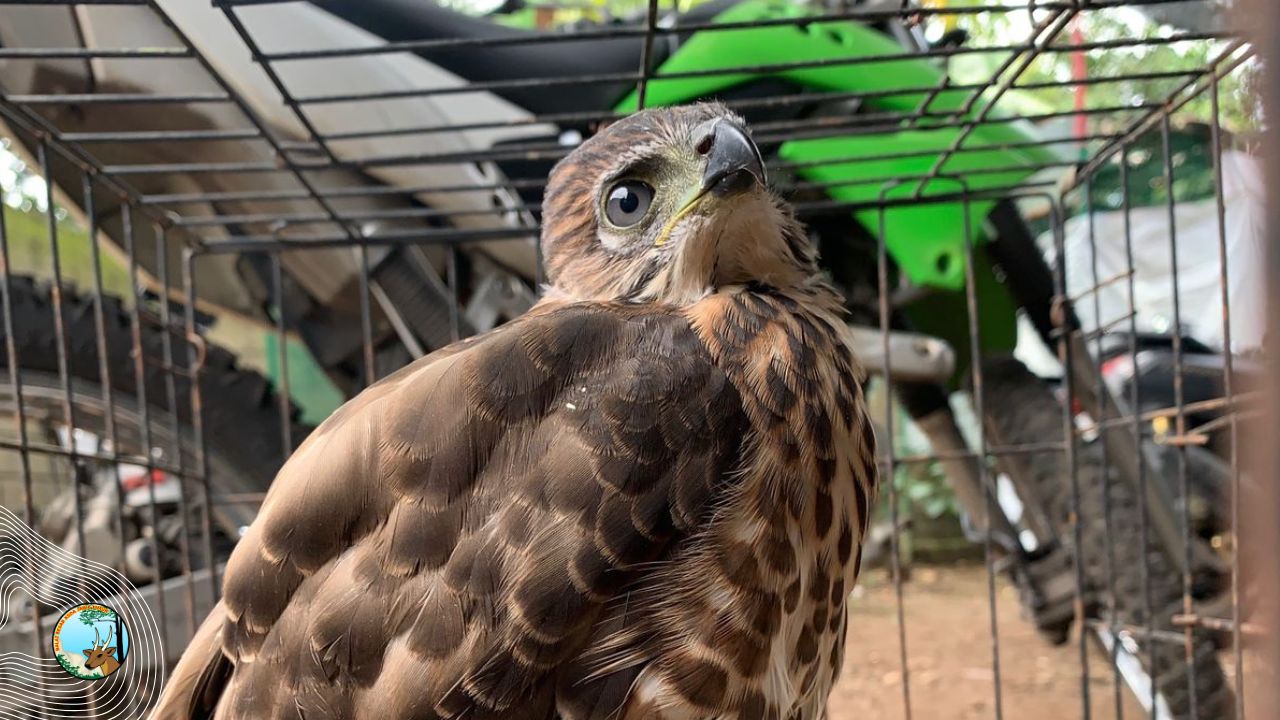 Penyerahan Elang-alap Jambul Di Kediri - Balai Besar KSDA Jawa Timur