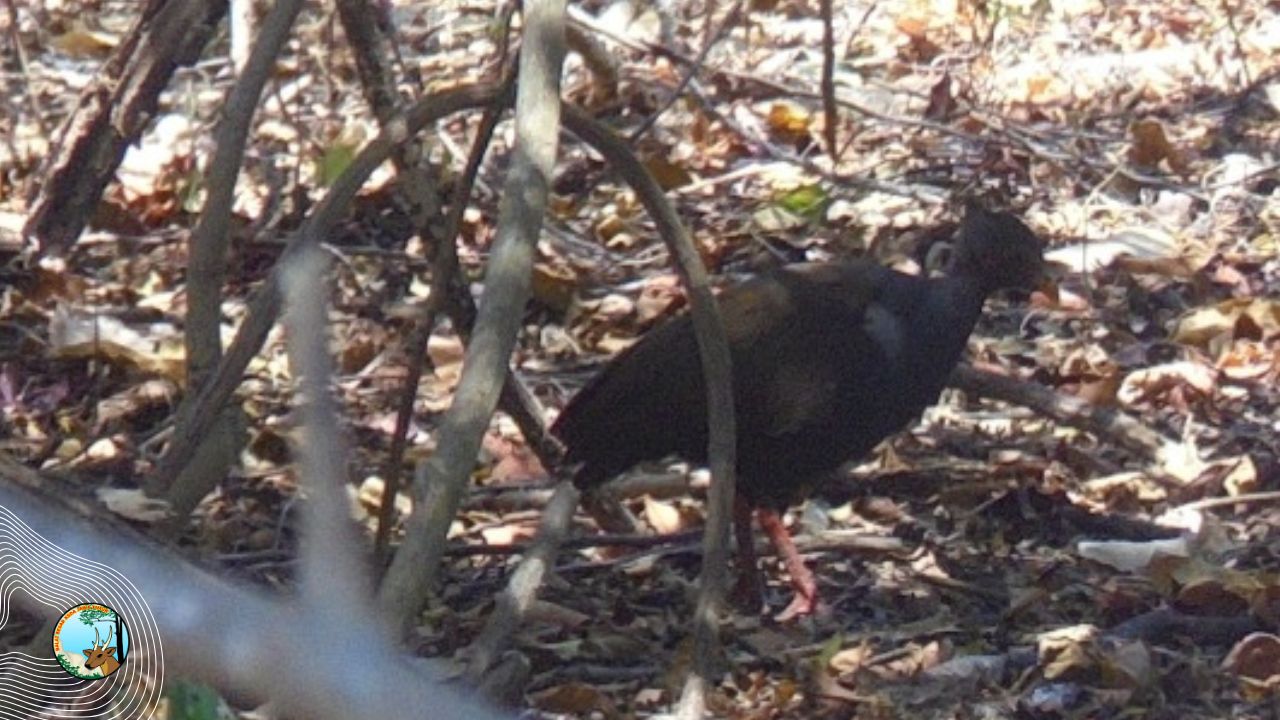 Gosong kaki-merah dari Cagar Alam Pulau Saobi - Balai Besar KSDA Jawa Timur