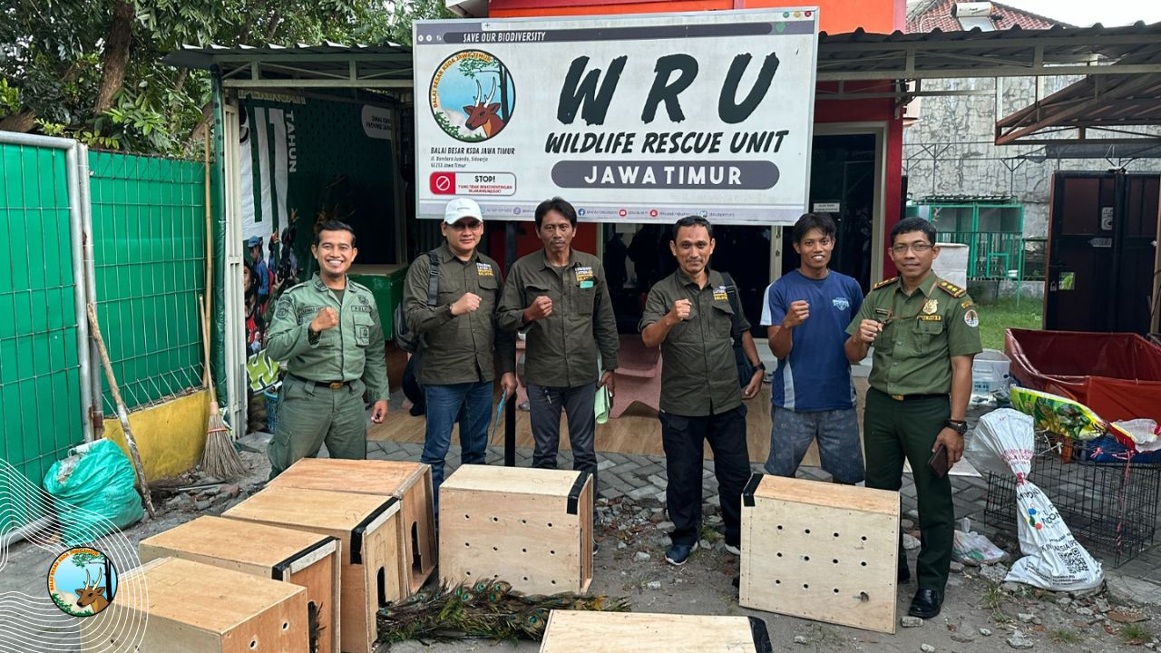 42 Satwa Diselamatkan Seksi KSDA Wilayah I Kediri Selama 2024 - Balai Besar KSDA Jawa Timur