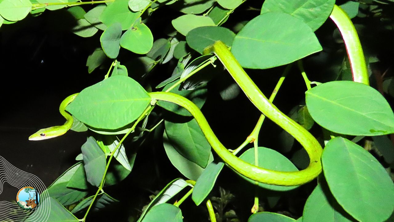 Misteri Ular Gadung di Rimbunnya Hutan Bawean - Balai Besar KSDA Jawa Timur