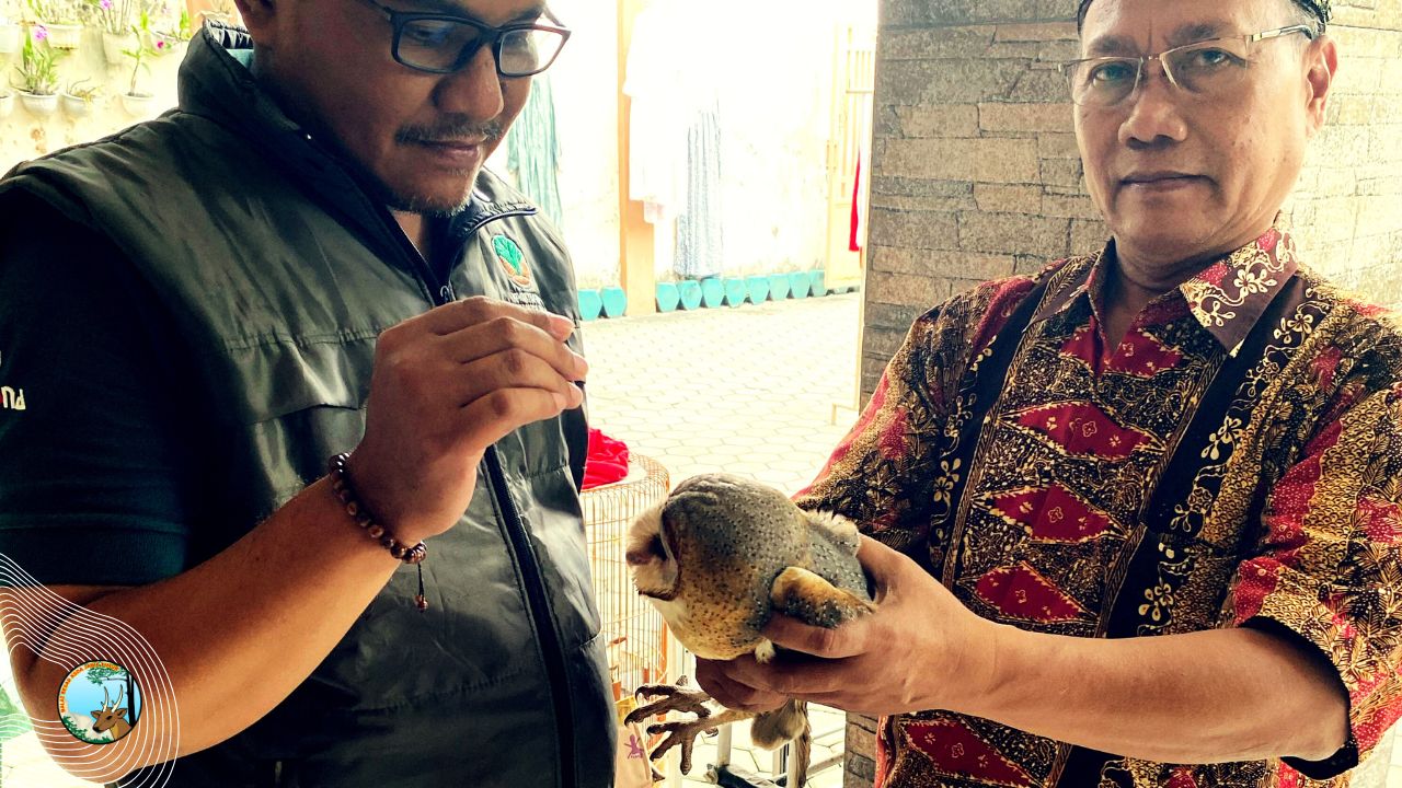 Burung Serak Jawa Dievakuasi dari Permukiman Warga, BBKSDA Jatim ...