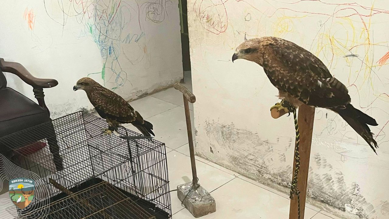 Dua Elang Paria Diserahkan Sukarela Warga Gresik - Balai Besar KSDA ...