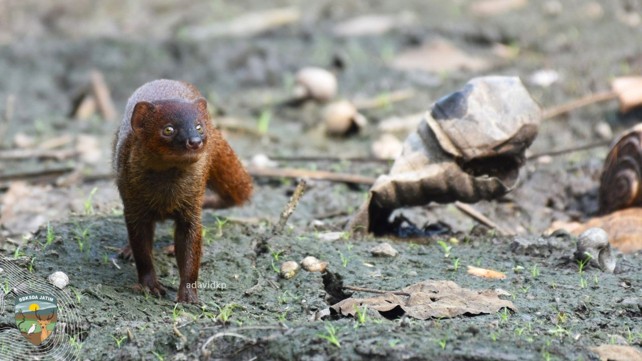 Garangan, Pemangsa Imut Penyeimbang Ekosistem - Balai Besar KSDA Jawa Timur