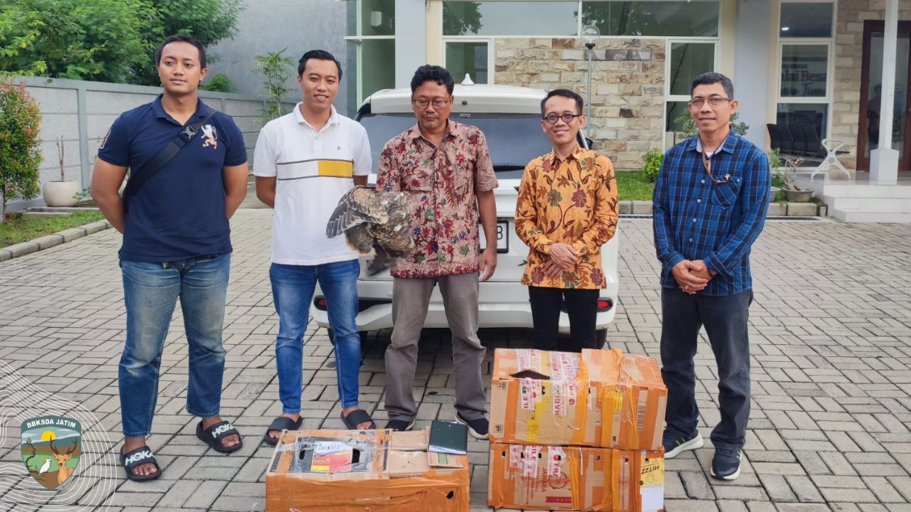 19 Elang Paria Diselamatkan dari Perdagangan Ilegal - Balai Besar KSDA ...