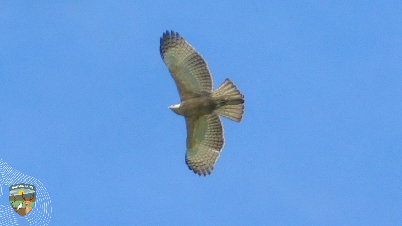 Menjaga Sayap Garuda di Timur Pulau Jawa - Balai Besar KSDA Jawa Timur
