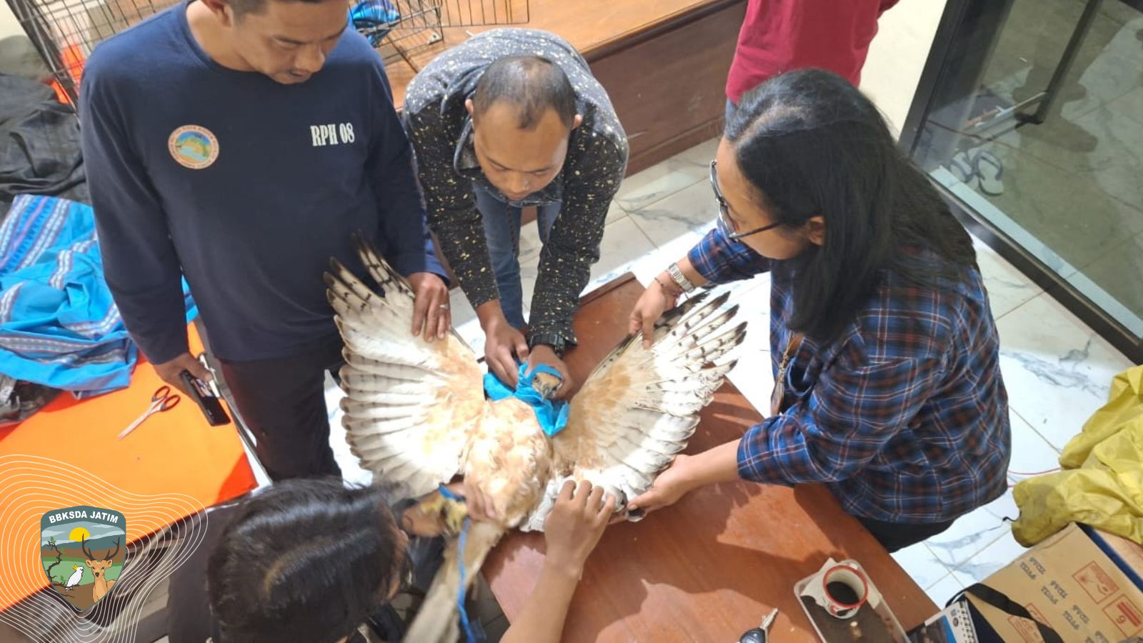 Raja Angkasa yang Terselamatkan, Elang Jawa Diserahkan Warga di ...