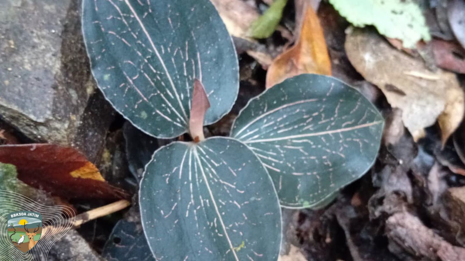 Jejak Flora Misterius di Alas Ireng: Anggrek Permata Hutan hingga Ficus ...