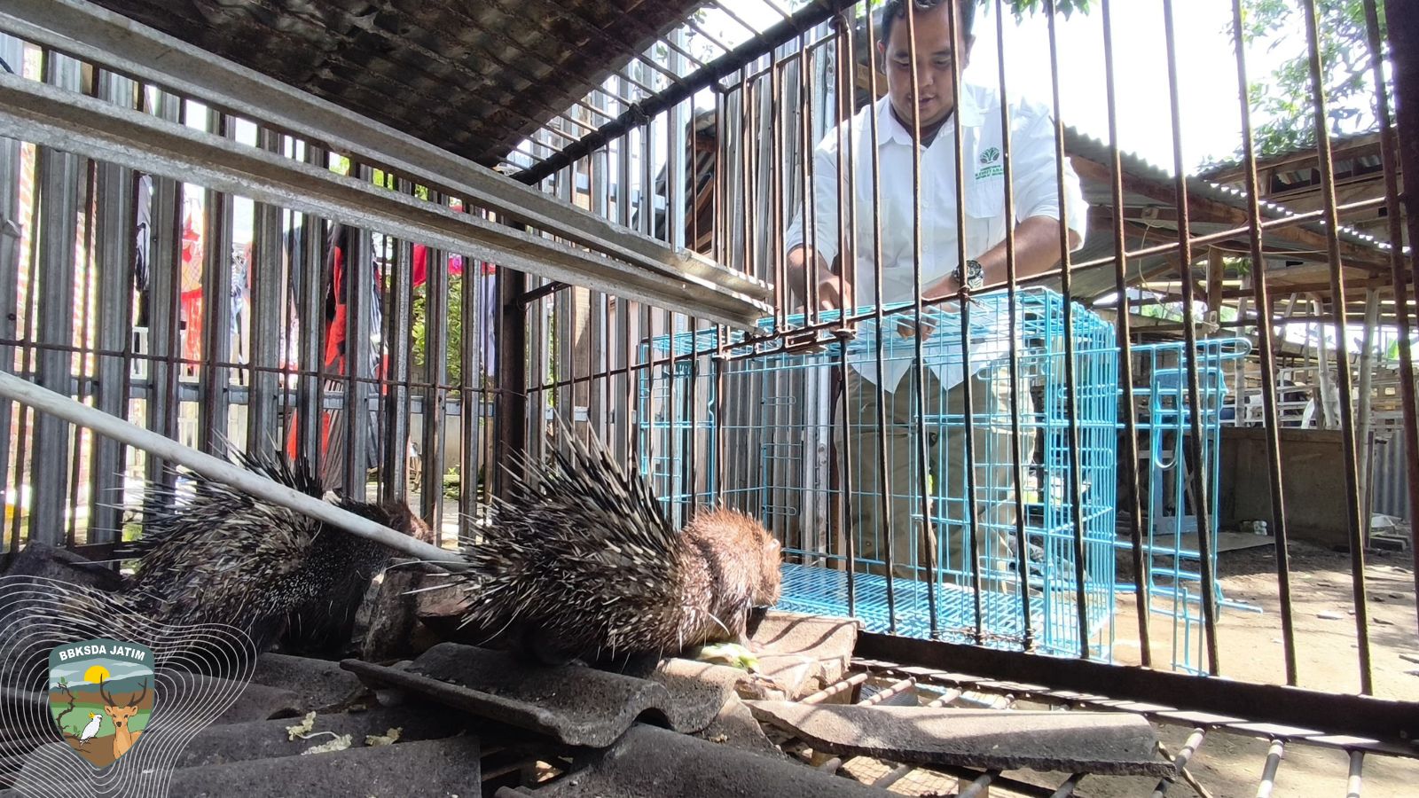 BBKSDA Jawa Timur Evakuasi Landak Jawa - Balai Besar KSDA Jawa Timur