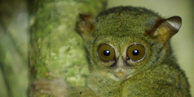 Tiga Primata Indonesia Masuk Kategori Paling Terancam Punah - Balai ...