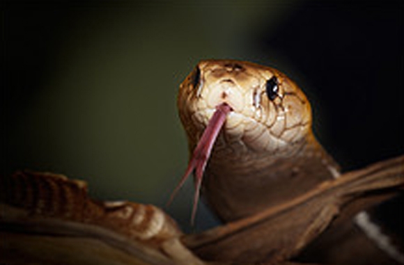 Mengenal Lebih Dekat dengan Bisa Ular - Balai Besar KSDA Jawa Timur